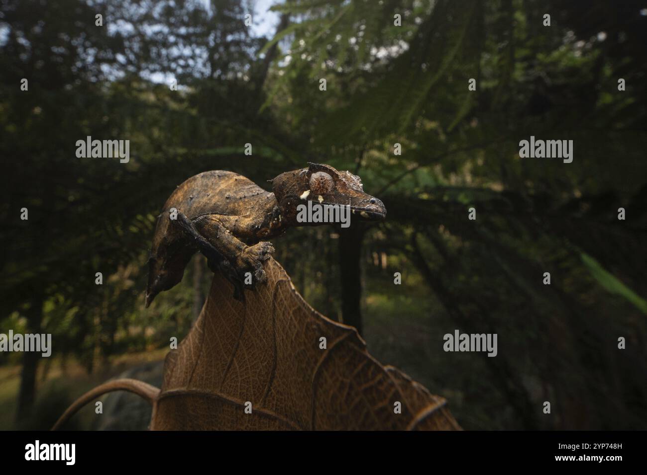 Satanic leaf-tailed gecko (Uroplatus phantsticus) in the rainforests of ...