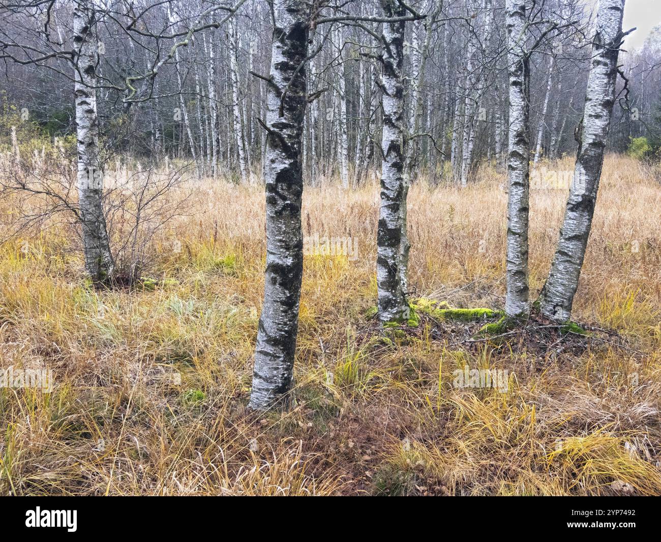 Moor Birch tree stems, (Betuls pubescens) with surounding autumn colour ...
