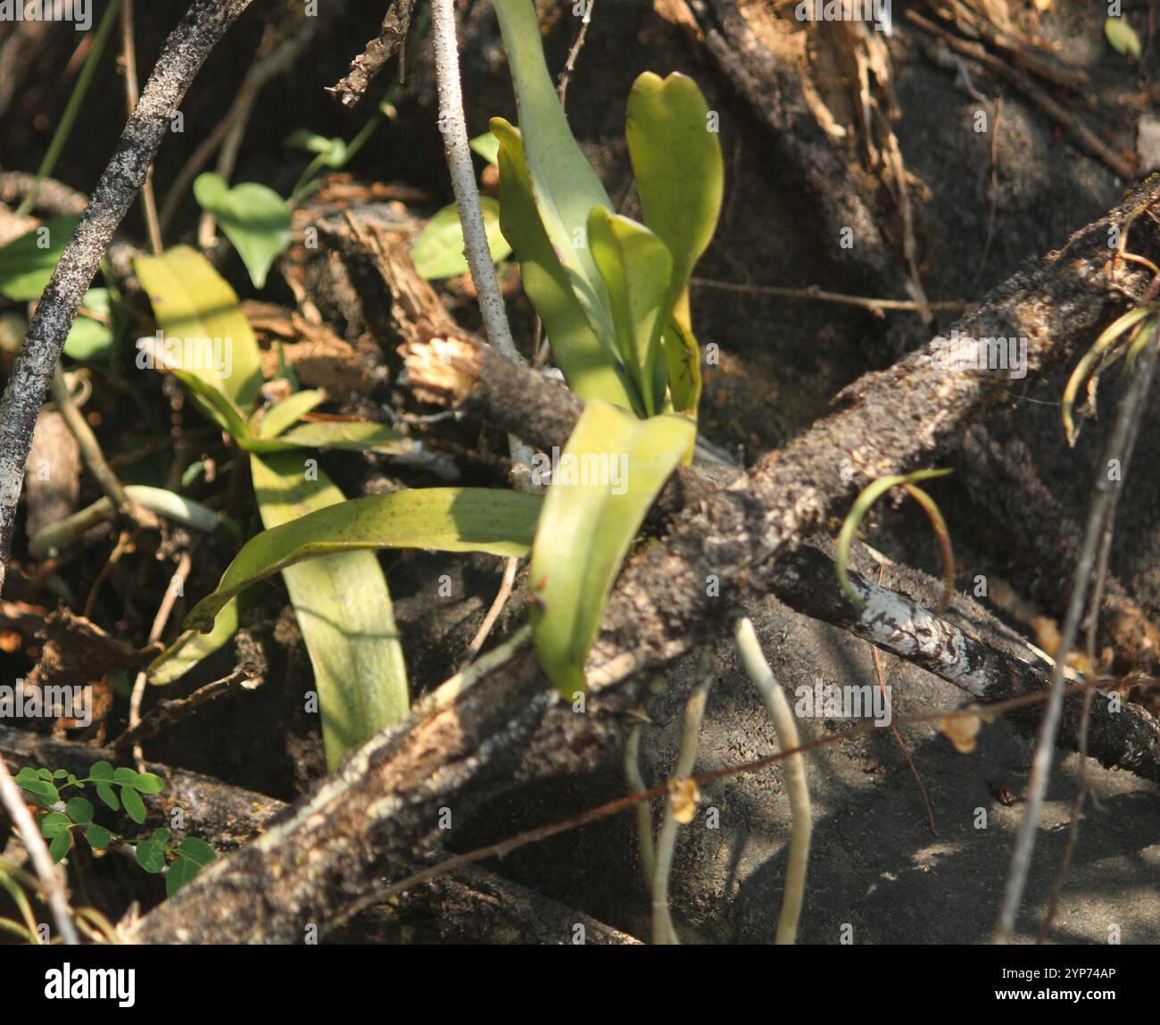Monopodial orchids hi-res stock photography and images - Alamy