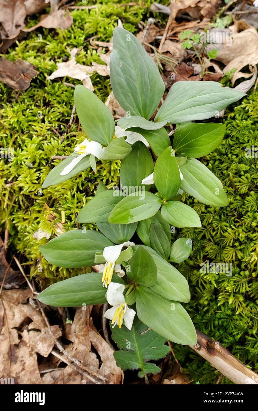 snow trillium (Trillium nivale Stock Photo - Alamy