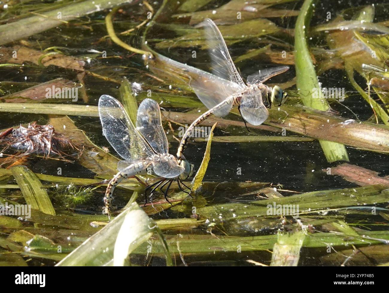 Anax papuensis hi-res stock photography and images - Alamy