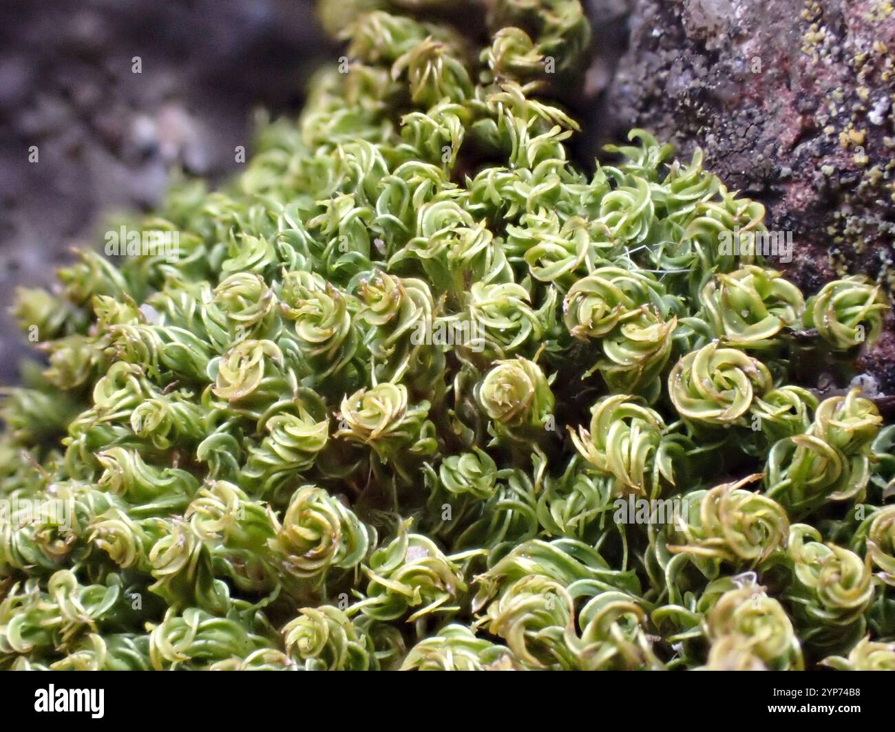 Capillary Thread-moss (Ptychostomum capillare Stock Photo - Alamy