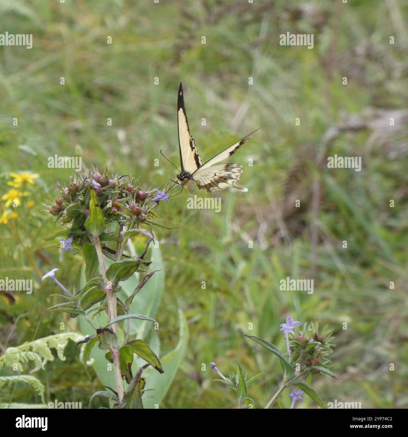 Mocker swallowtail hi-res stock photography and images - Alamy