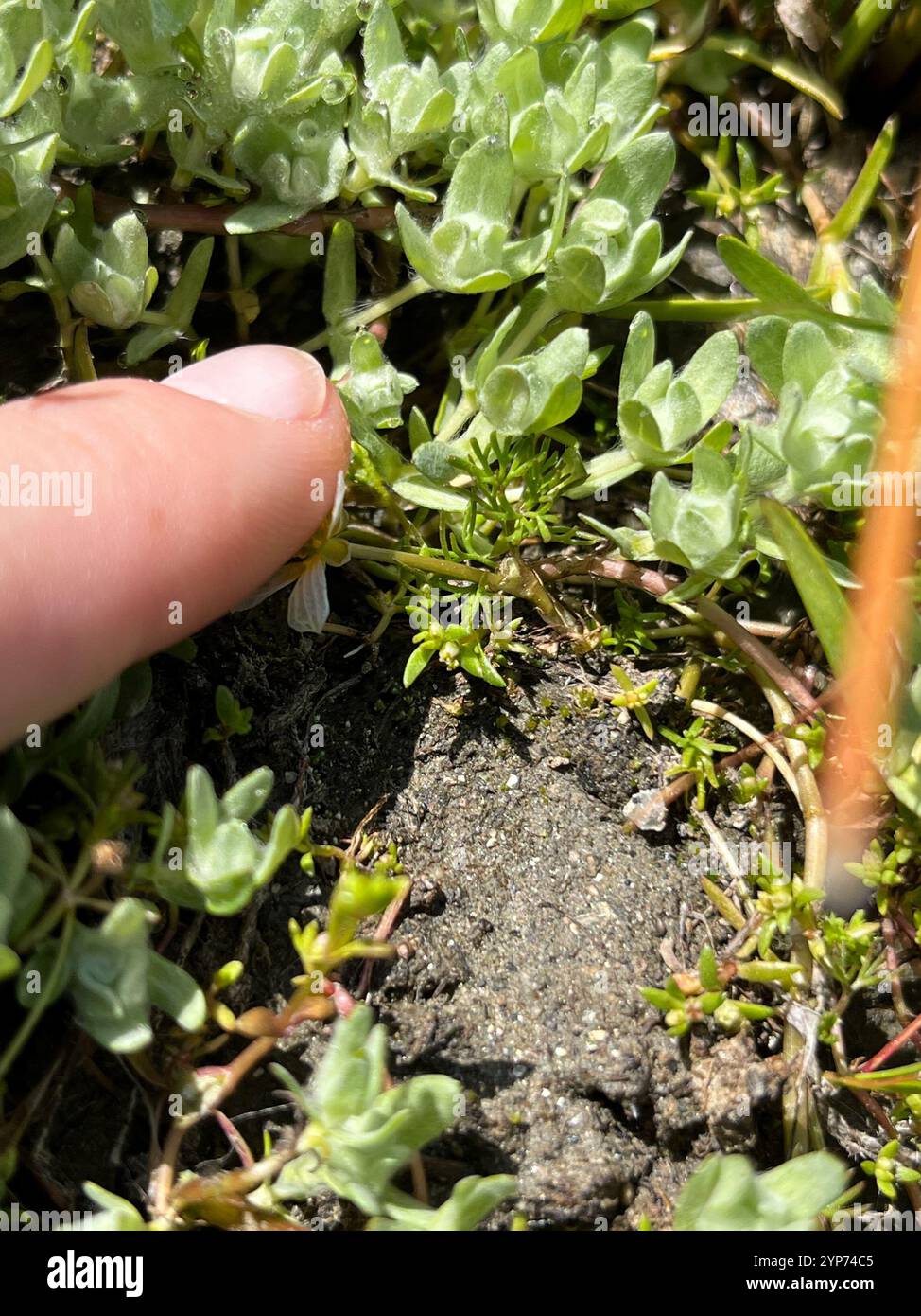 common water-crowfoot (Ranunculus aquatilis Stock Photo - Alamy