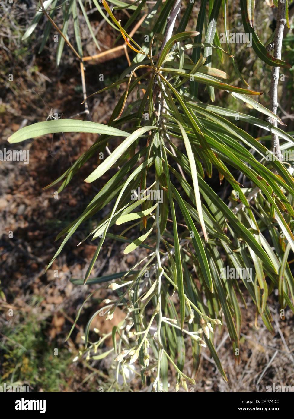 Canary tree bindweed (Convolvulus floridus Stock Photo - Alamy