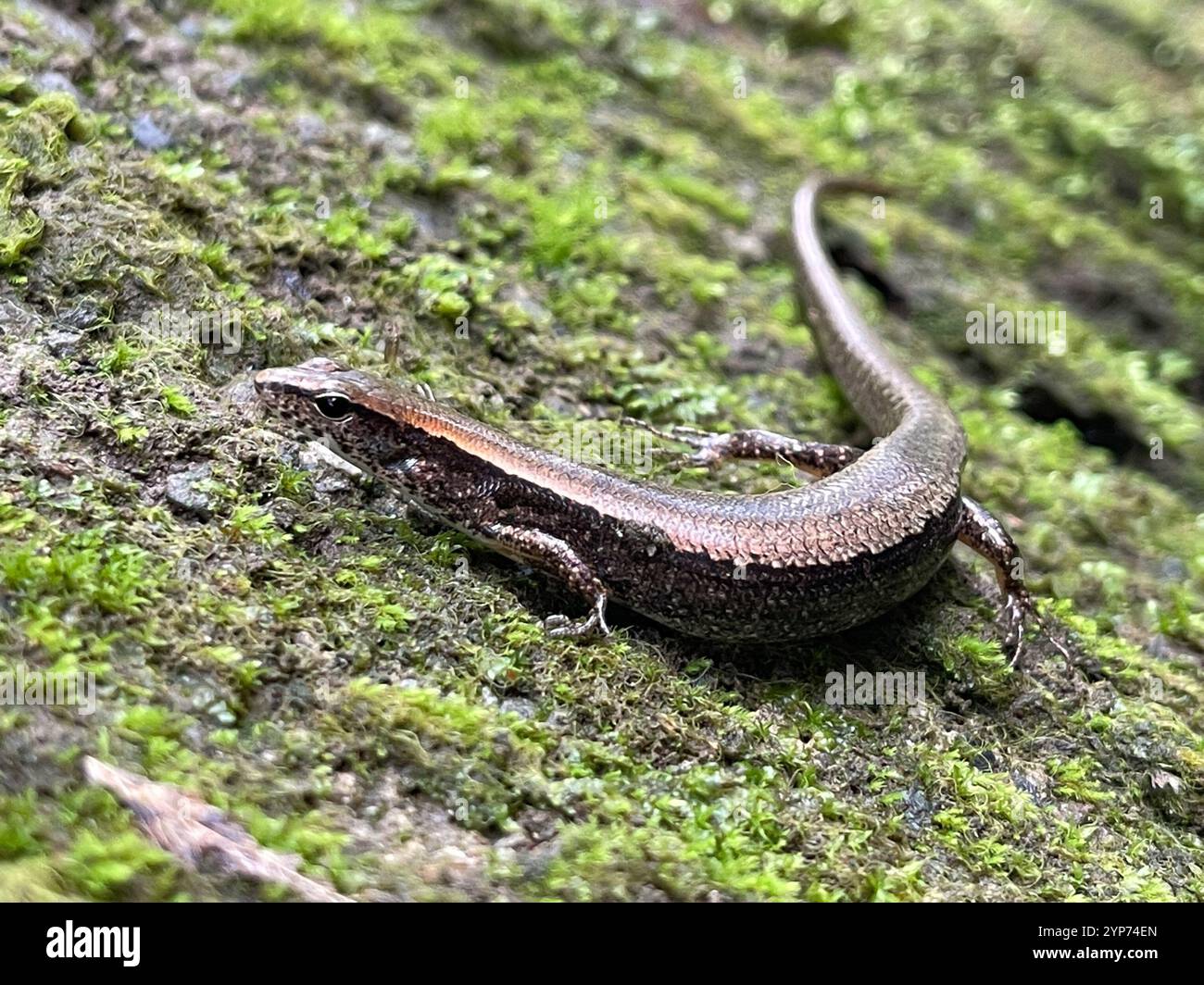 Indian Forest Skink (Sphenomorphus indicus Stock Photo - Alamy