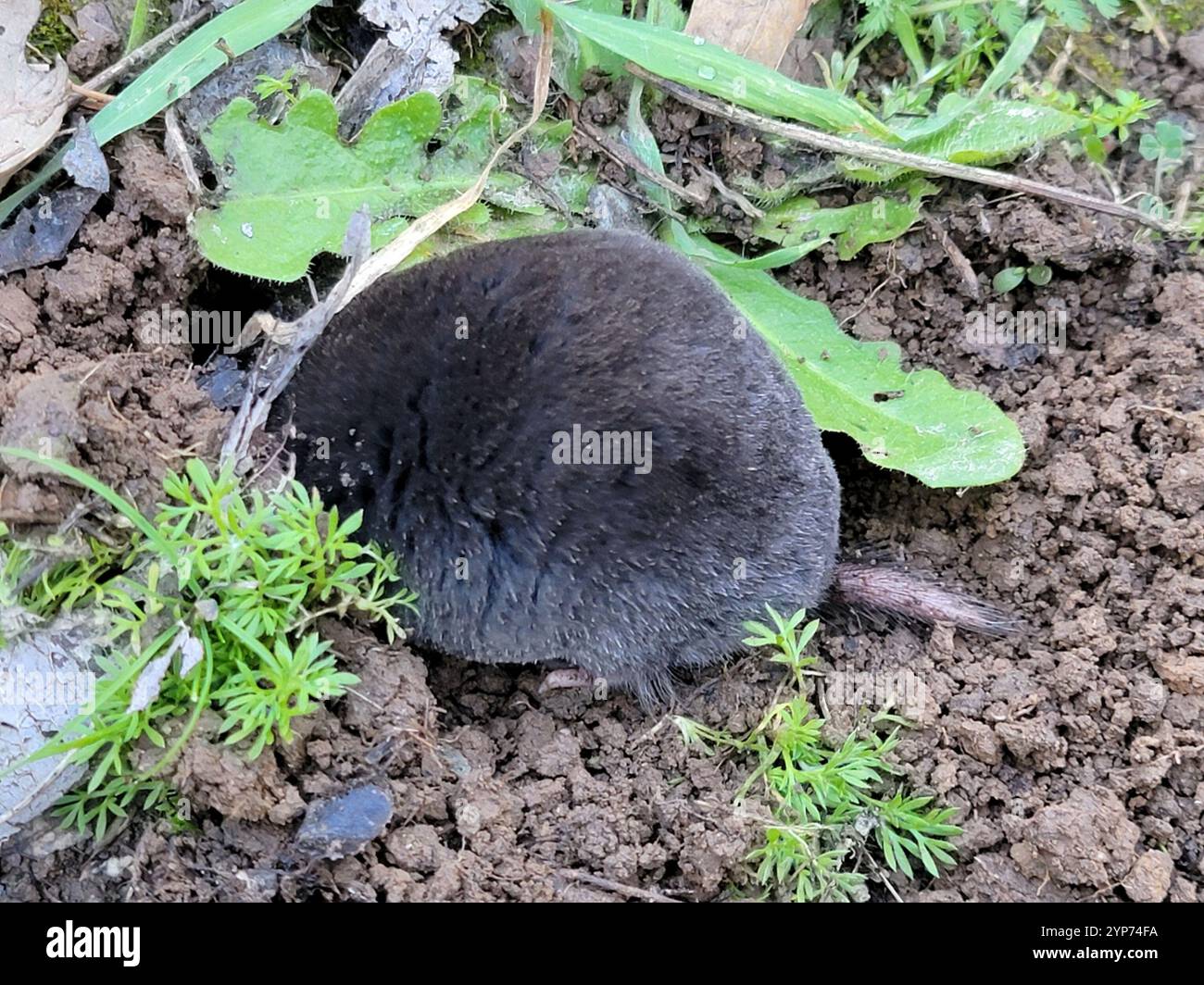Broad-footed Mole (Scapanus latimanus Stock Photo - Alamy