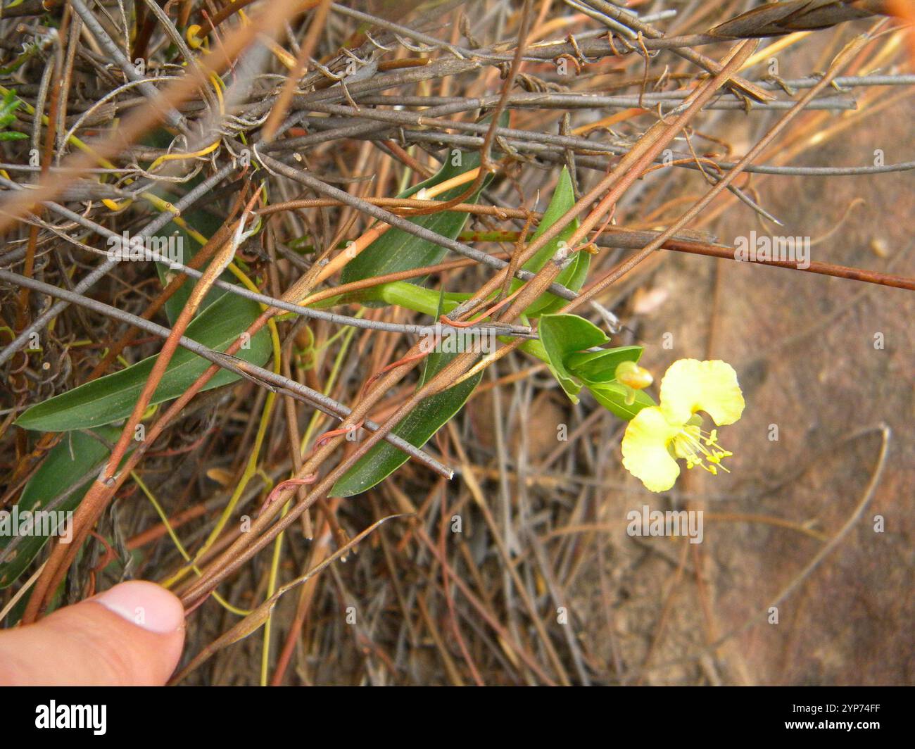 African Yellow Dayflower (Commelina africana Stock Photo - Alamy