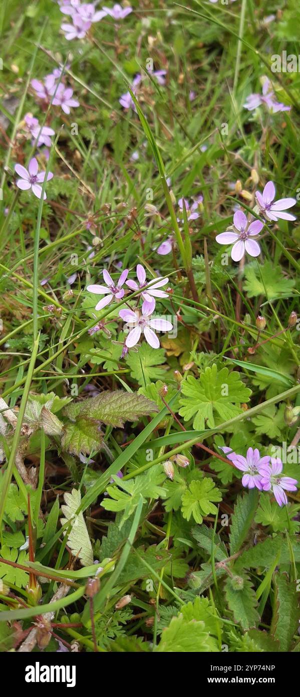 Redstem Stork's-bill (Erodium cicutarium Stock Photo - Alamy