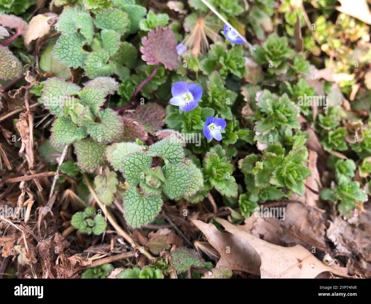 bird's-eye speedwell (Veronica persica Stock Photo - Alamy