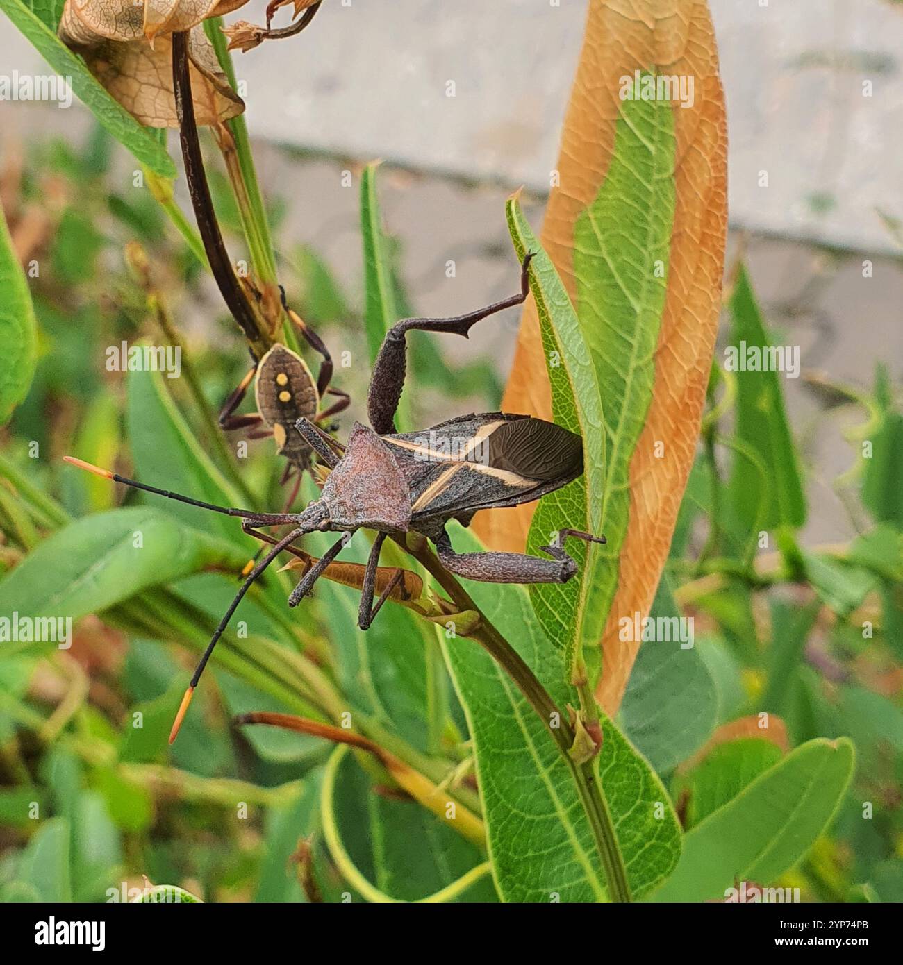 Crusader Bug (Mictis profana Stock Photo - Alamy