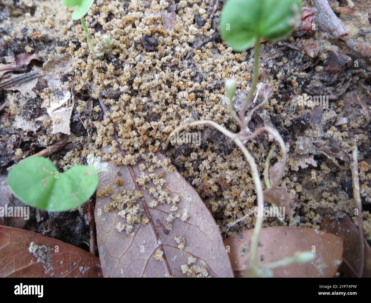 Northern Fungus-farming Ant (Trachymyrmex septentrionalis Stock Photo ...