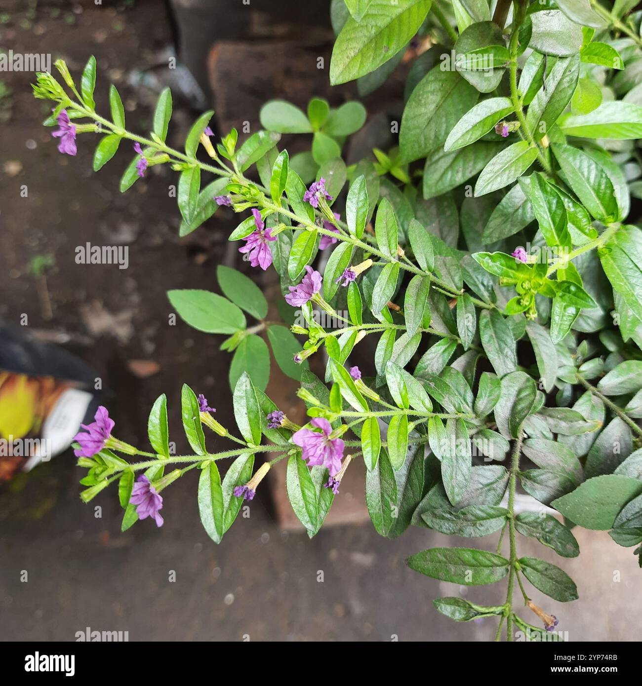 False heather (Cuphea hyssopifolia Stock Photo - Alamy
