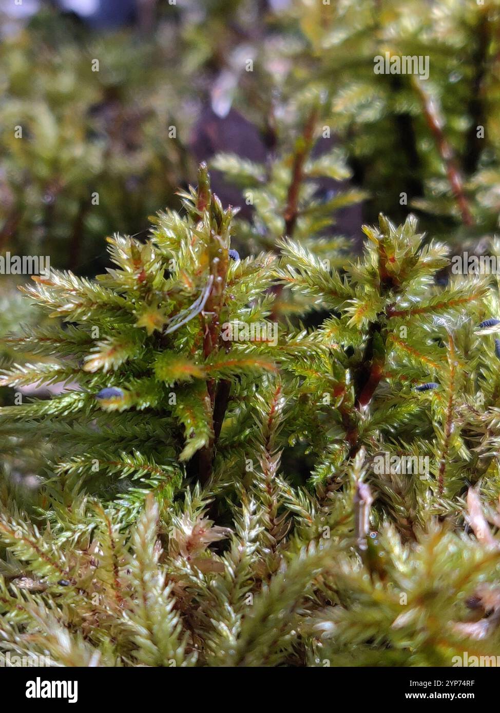 Climacium hi-res stock photography and images - Alamy