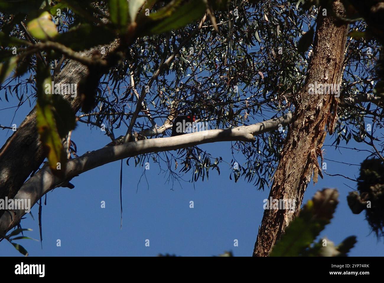 Gang-gang Cockatoo (Callocephalon fimbriatum Stock Photo - Alamy