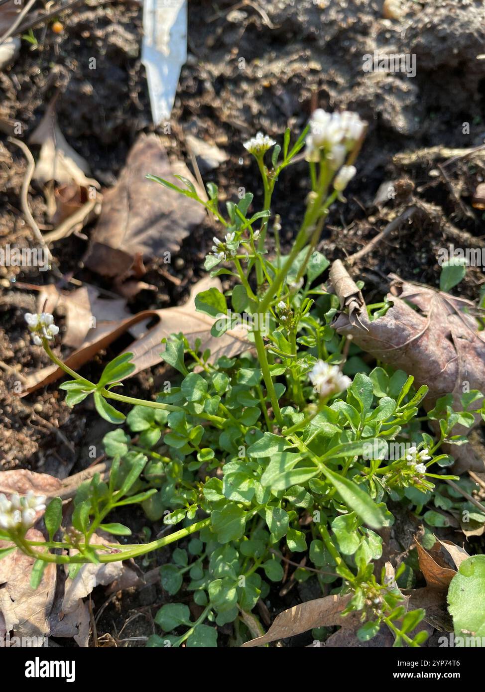hairy bittercress (Cardamine hirsuta Stock Photo - Alamy