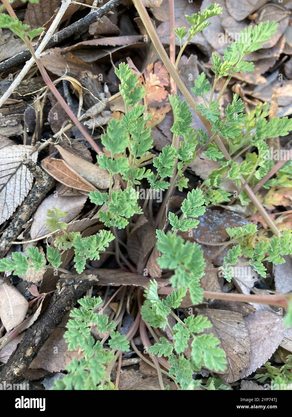 golden corydalis (Corydalis aurea Stock Photo - Alamy