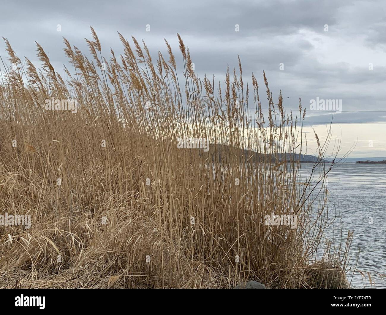 American common reed (Phragmites australis americanus Stock Photo - Alamy