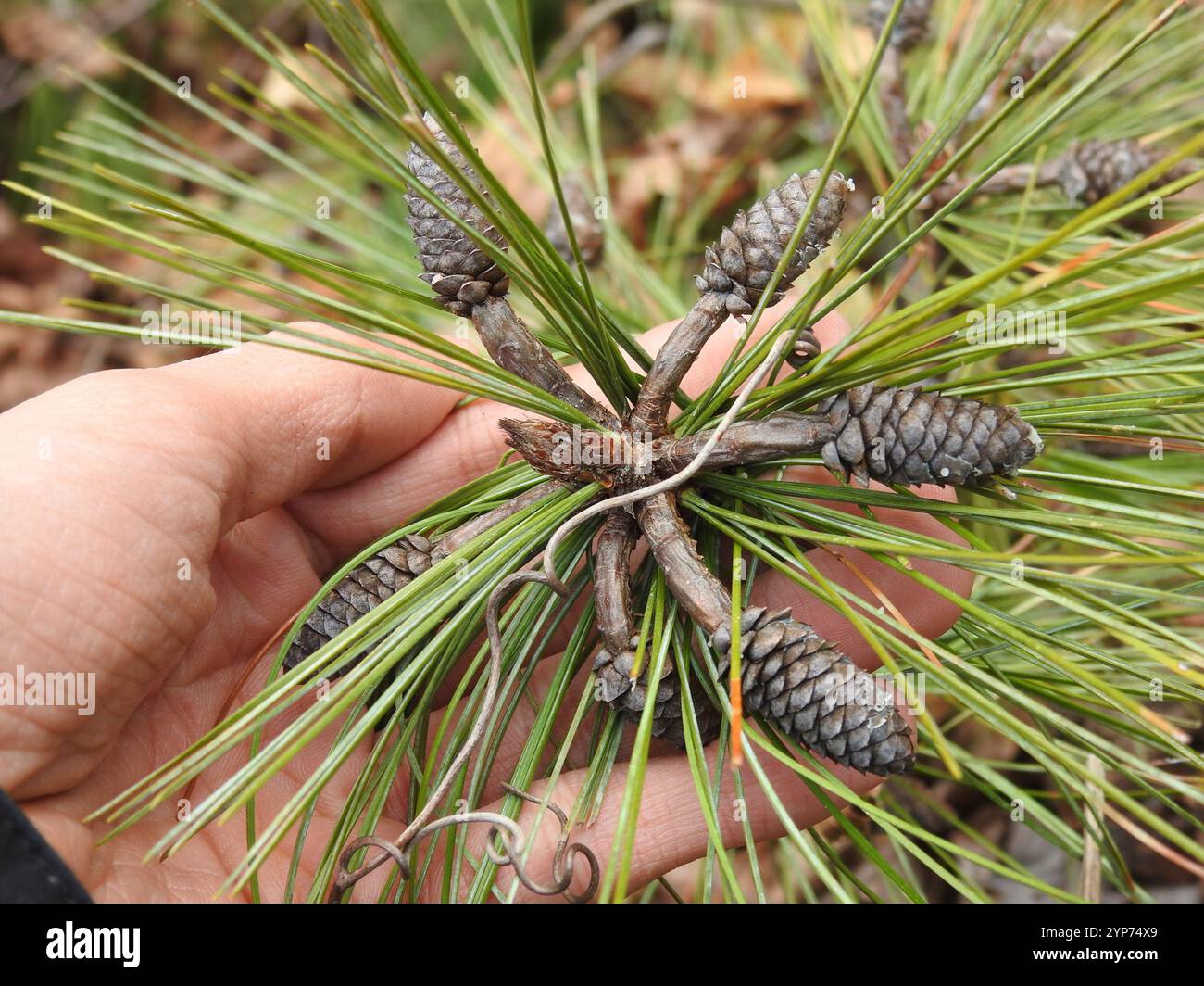 shortleaf pine (Pinus echinata Stock Photo - Alamy