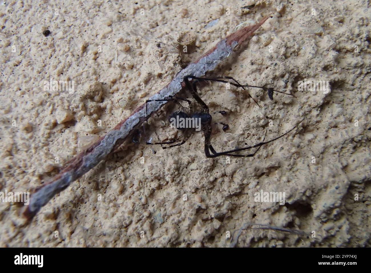 Australomimetus hi-res stock photography and images - Alamy