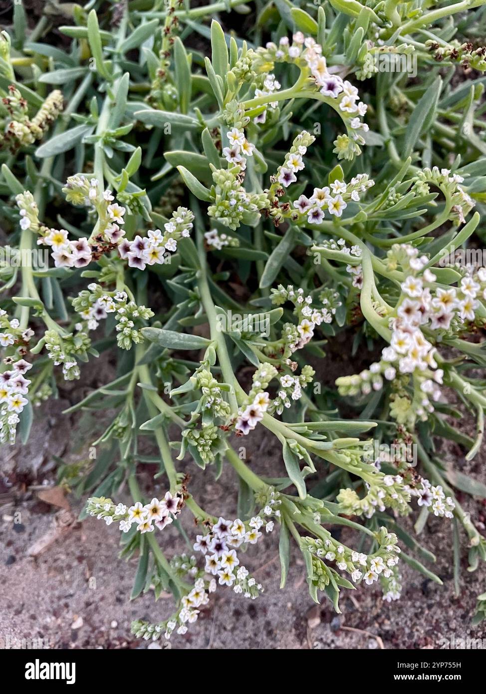 Heliotropium curassavicum hi-res stock photography and images - Alamy