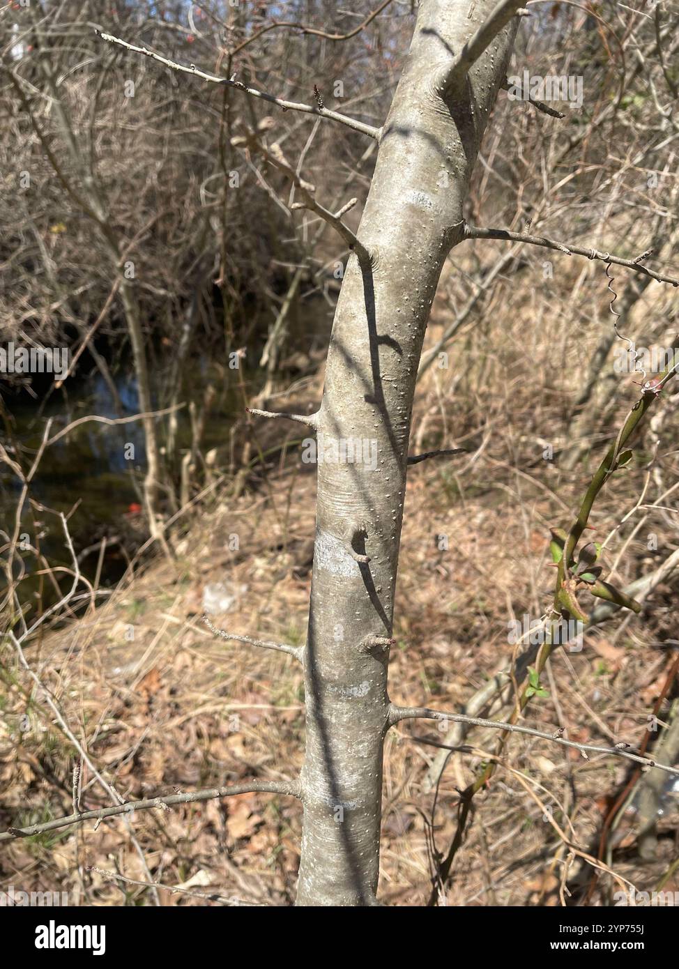 possumhaw (Ilex decidua Stock Photo - Alamy