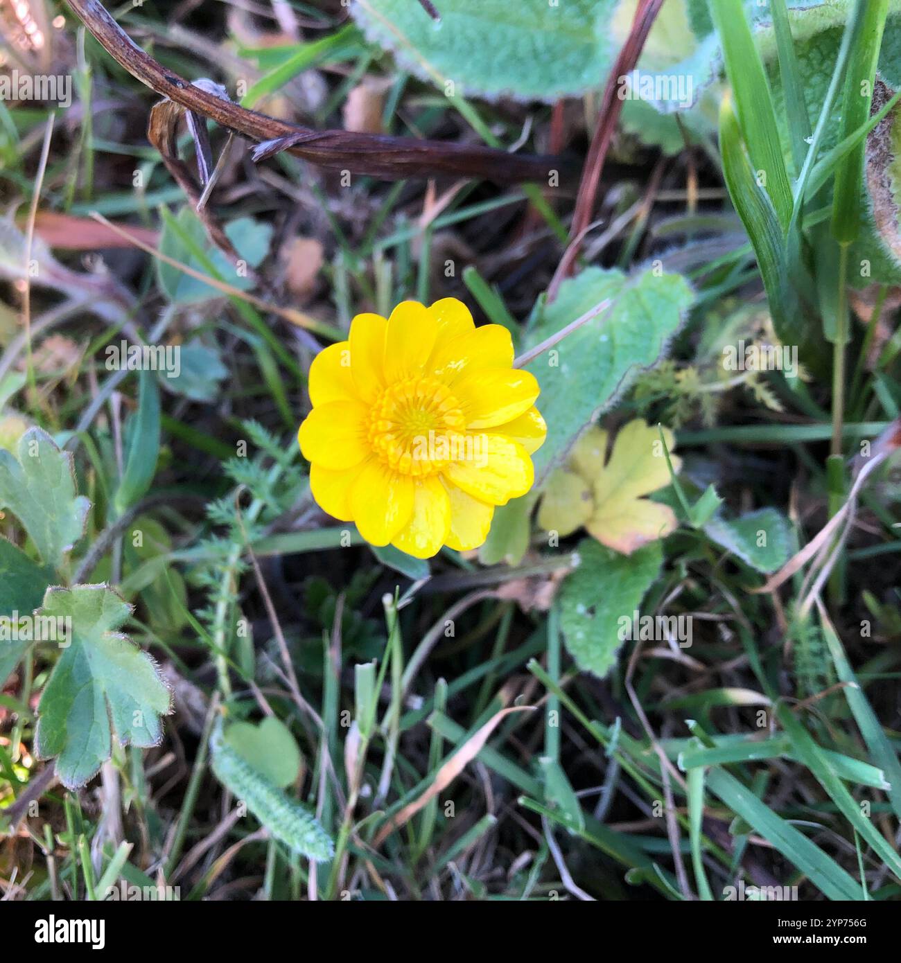 California buttercup (Ranunculus californicus Stock Photo - Alamy