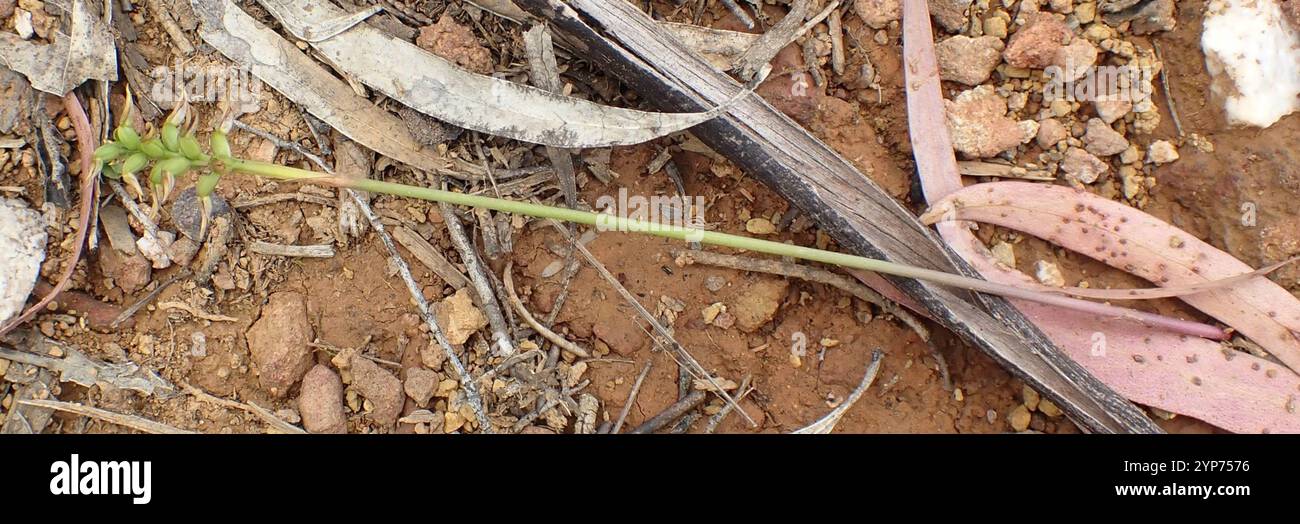 Midge Orchids (Genoplesium Stock Photo - Alamy