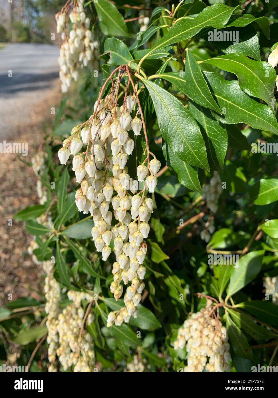 Japanese andromeda (Pieris japonica Stock Photo - Alamy