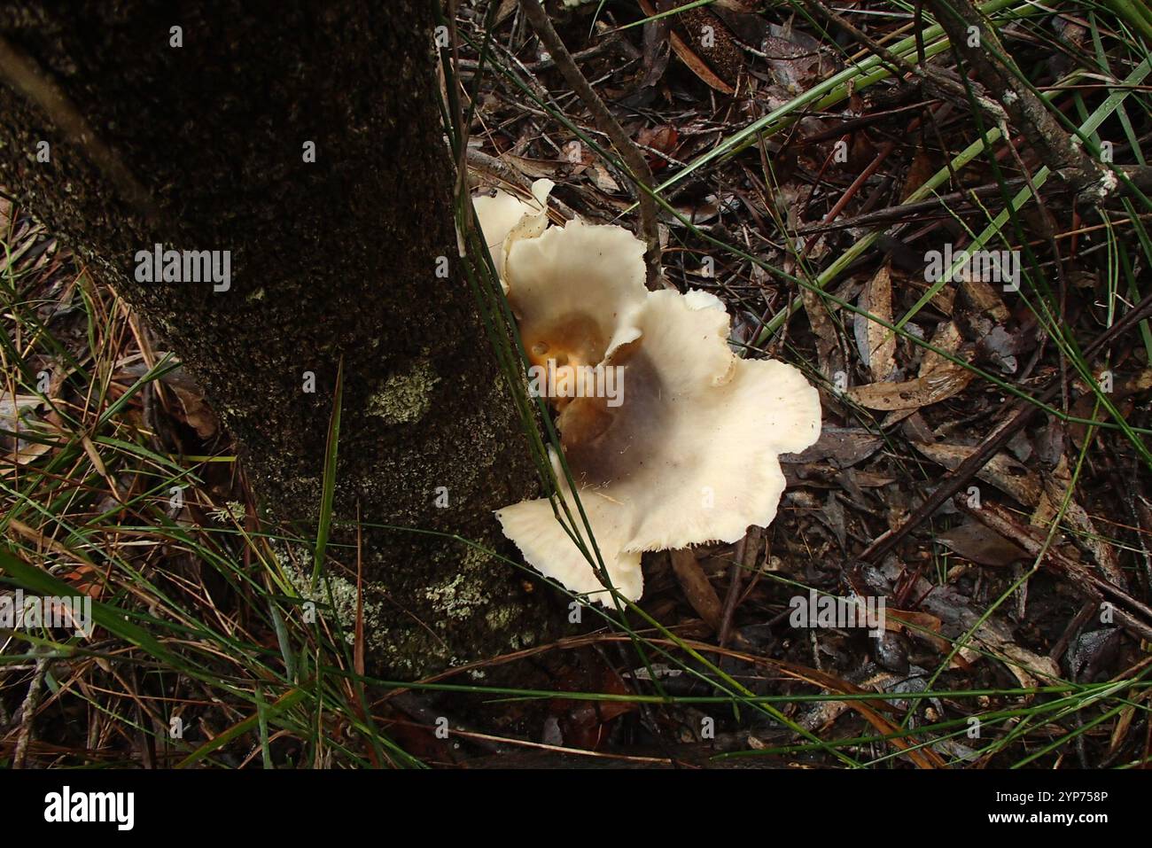 ghost fungus (Omphalotus nidiformis Stock Photo - Alamy