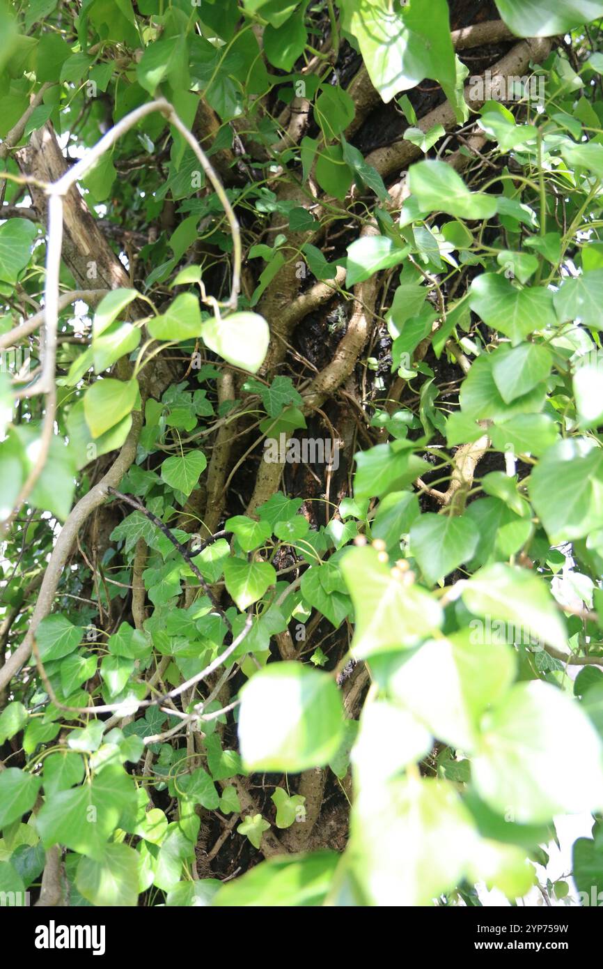 Atlantic Ivy (Hedera hibernica Stock Photo - Alamy