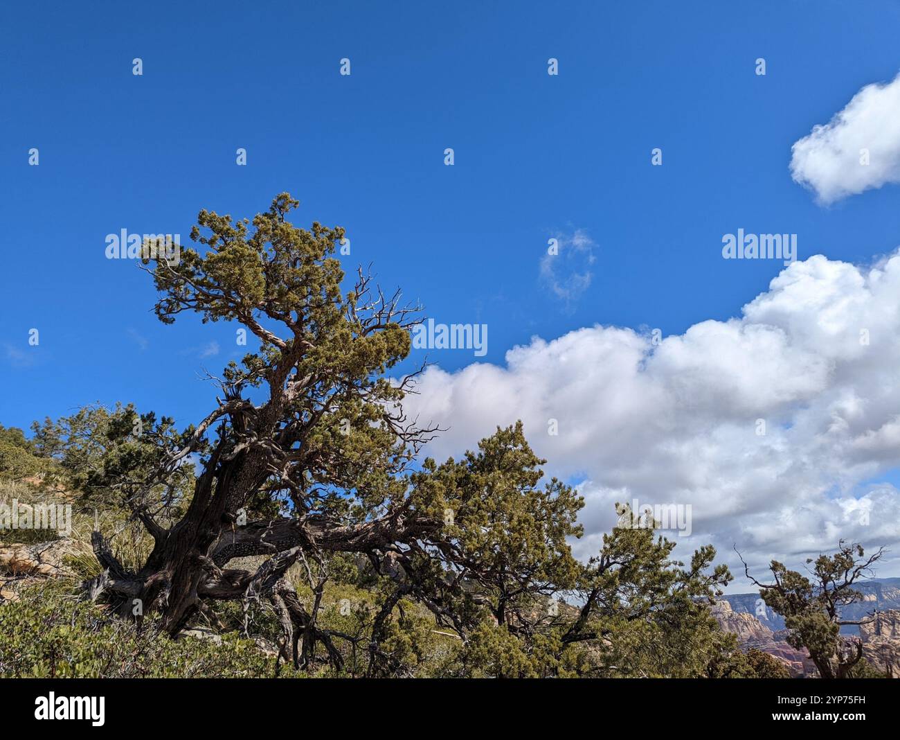 alligator juniper (Juniperus deppeana Stock Photo - Alamy