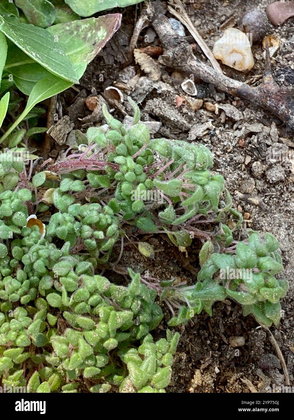 Pennsylvania pellitory (Parietaria pensylvanica Stock Photo - Alamy