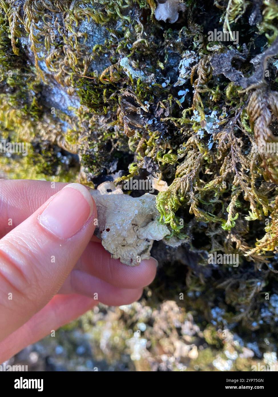 Peppered Moon Lichen (Sticta fuliginosa Stock Photo - Alamy