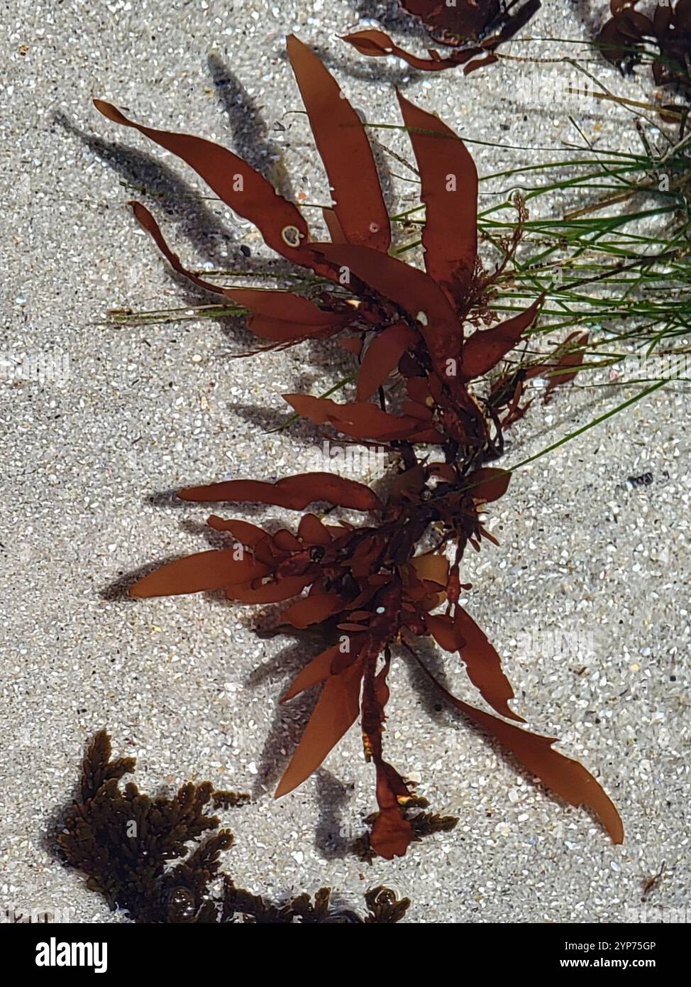 Prionitis hi-res stock photography and images - Alamy