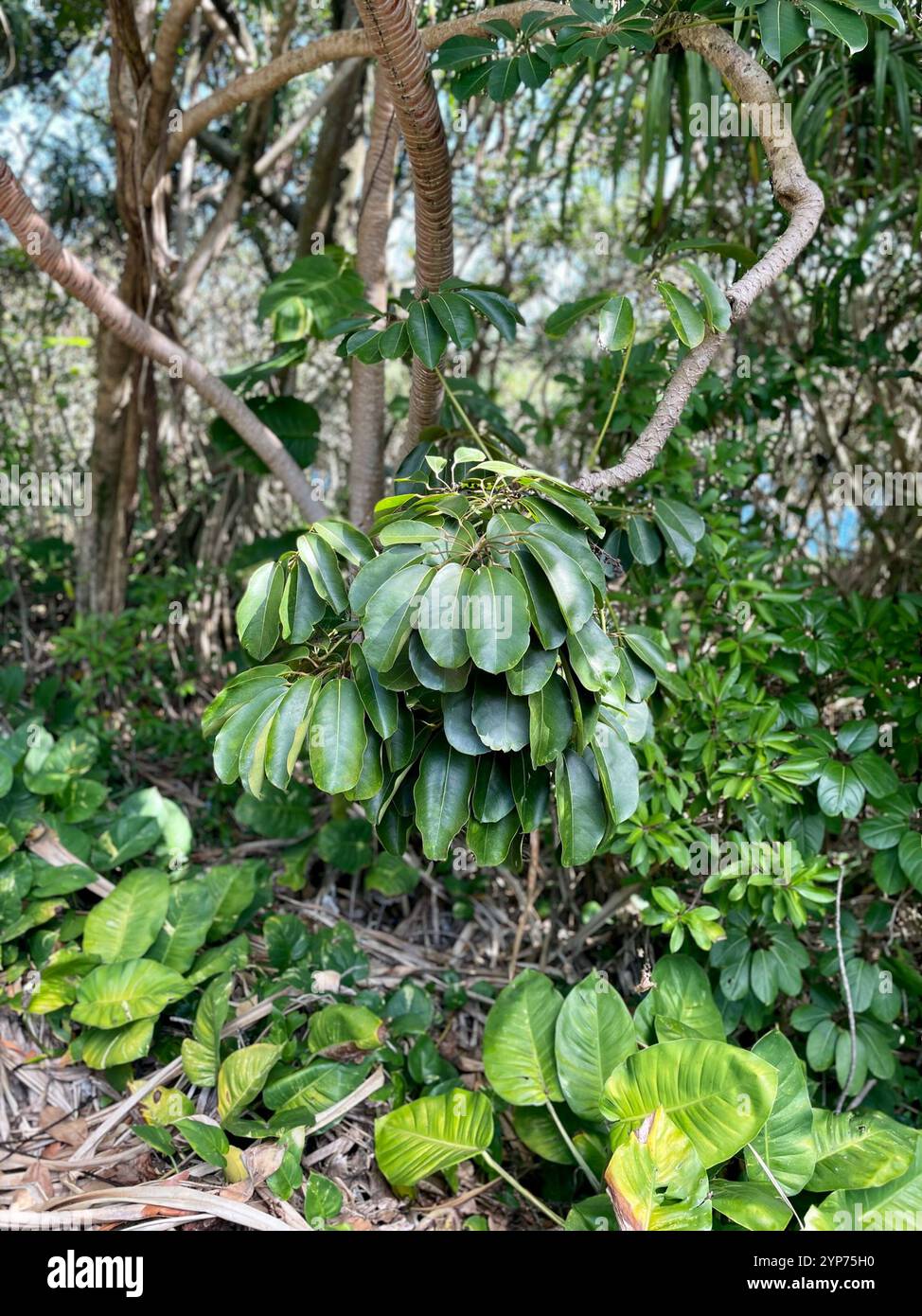 Australian Umbrella Tree (Heptapleurum actinophyllum Stock Photo - Alamy