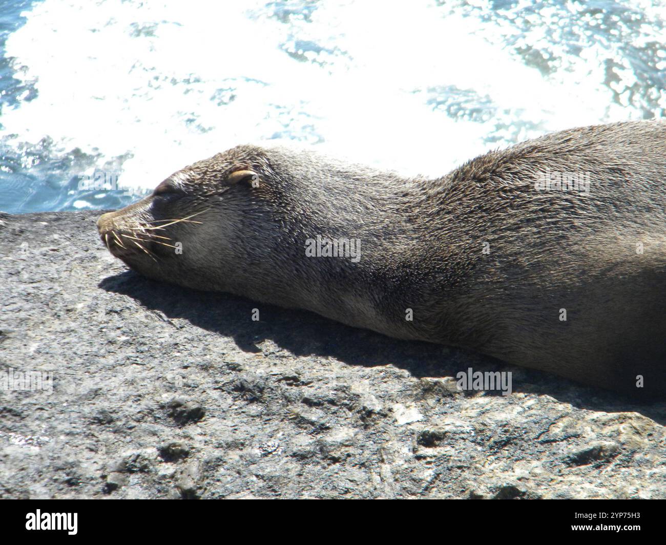 Cape Fur Seal (Arctocephalus pusillus pusillus Stock Photo - Alamy