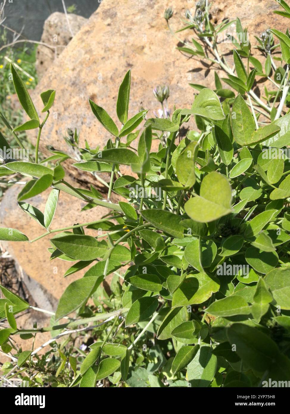 arabian pea (Bituminaria bituminosa Stock Photo - Alamy