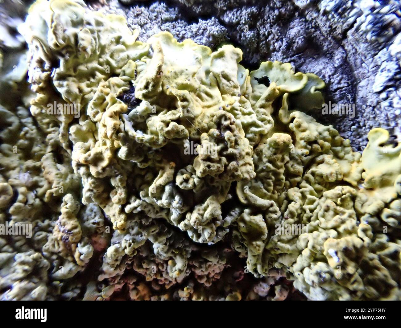 Xanthoria calcicola hi-res stock photography and images - Alamy
