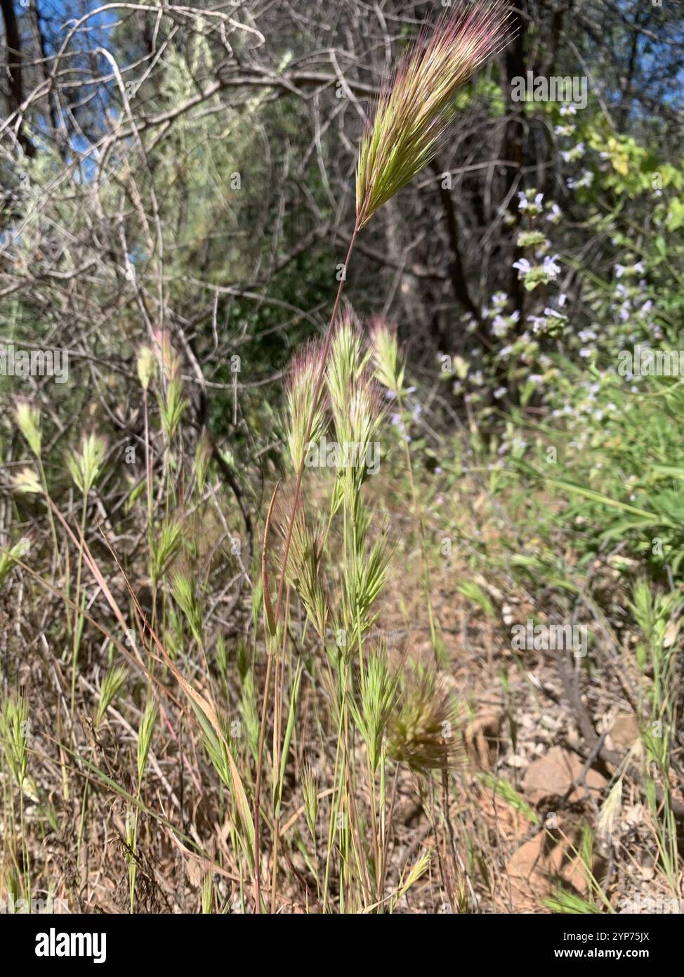 Red Brome (Bromus rubens Stock Photo - Alamy
