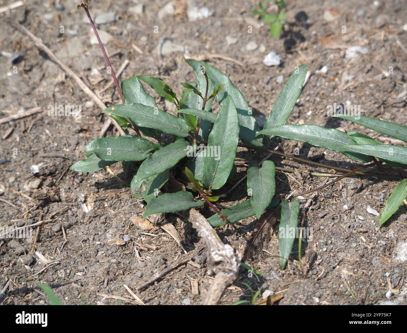 skunk vine (Paederia foetida Stock Photo - Alamy