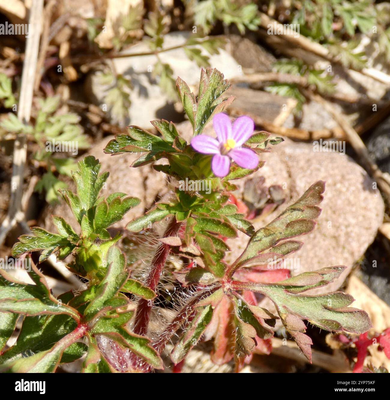 Little-Robin (Geranium purpureum Stock Photo - Alamy