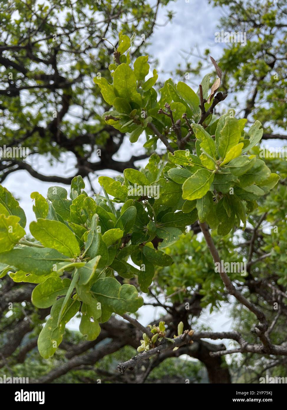 blue oak (Quercus douglasii Stock Photo - Alamy