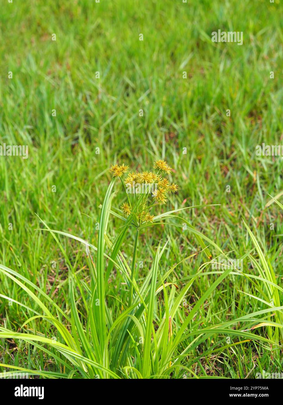 Fragrant flatsedge (Cyperus odoratus Stock Photo - Alamy