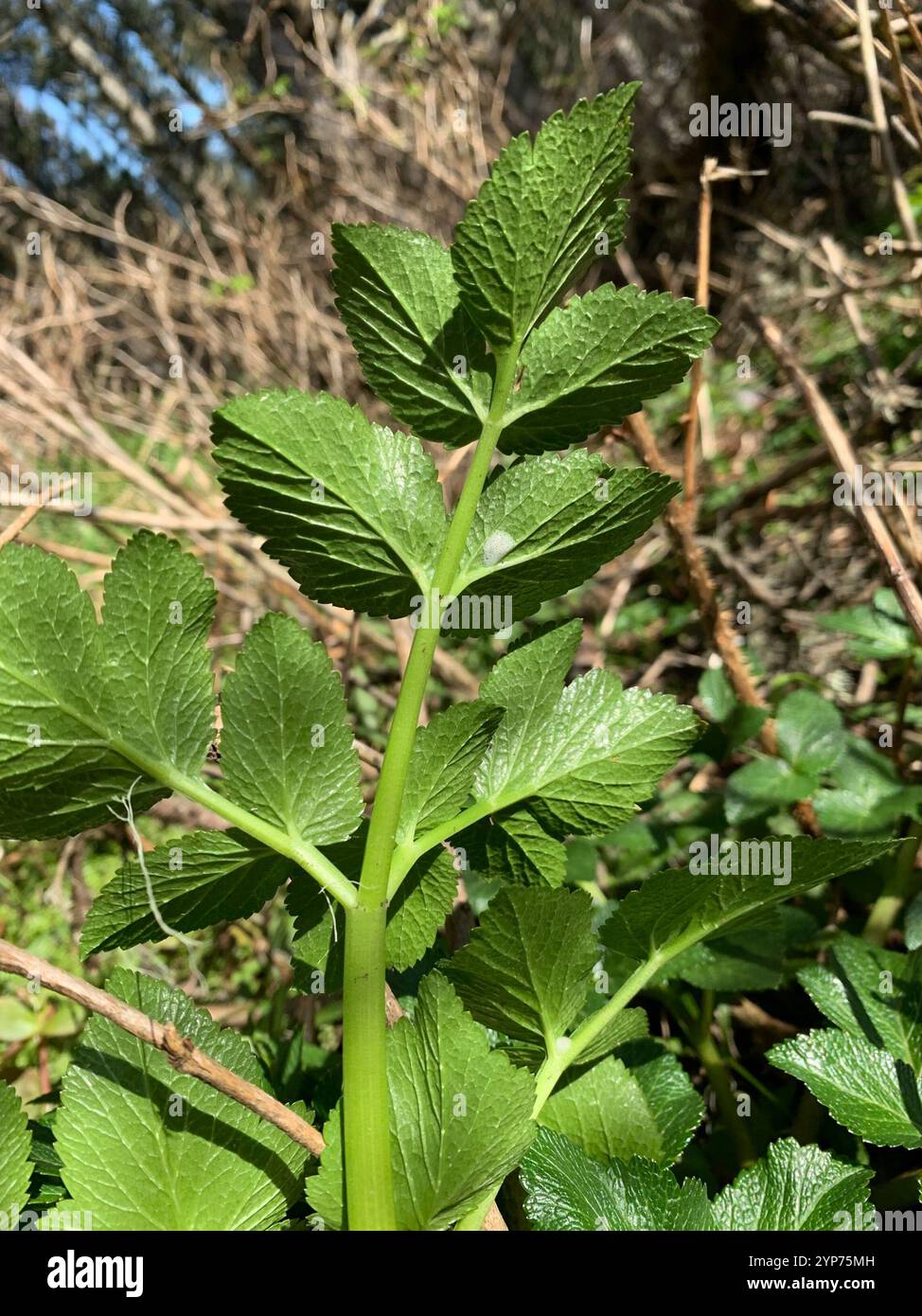 sea-watch (Angelica lucida Stock Photo - Alamy