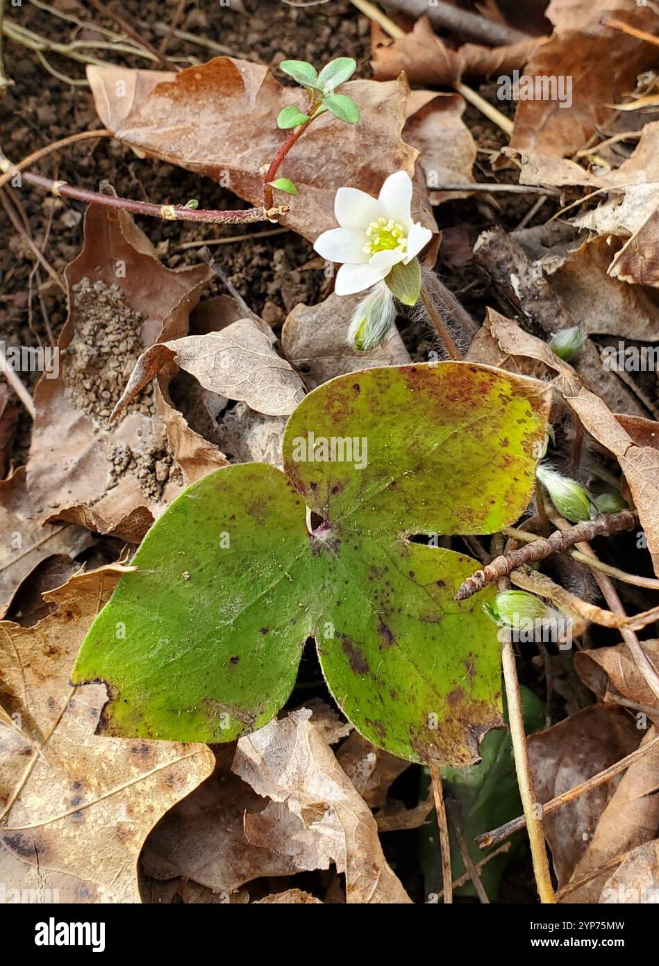 sharp-lobed hepatica (Hepatica acutiloba Stock Photo - Alamy