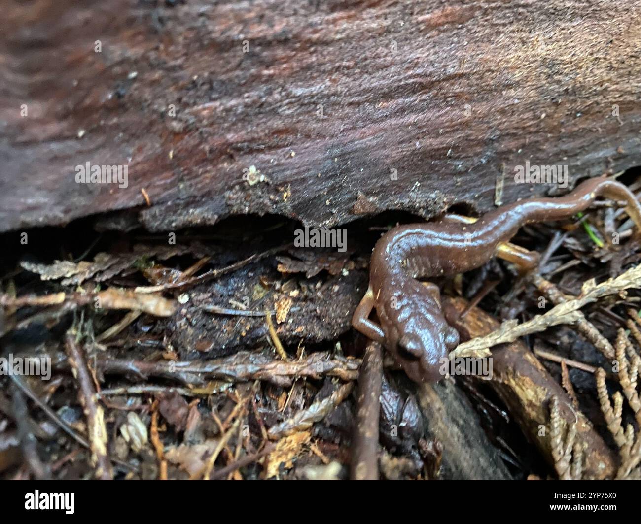 Oregon Ensatina (Ensatina eschscholtzii oregonensis Stock Photo - Alamy