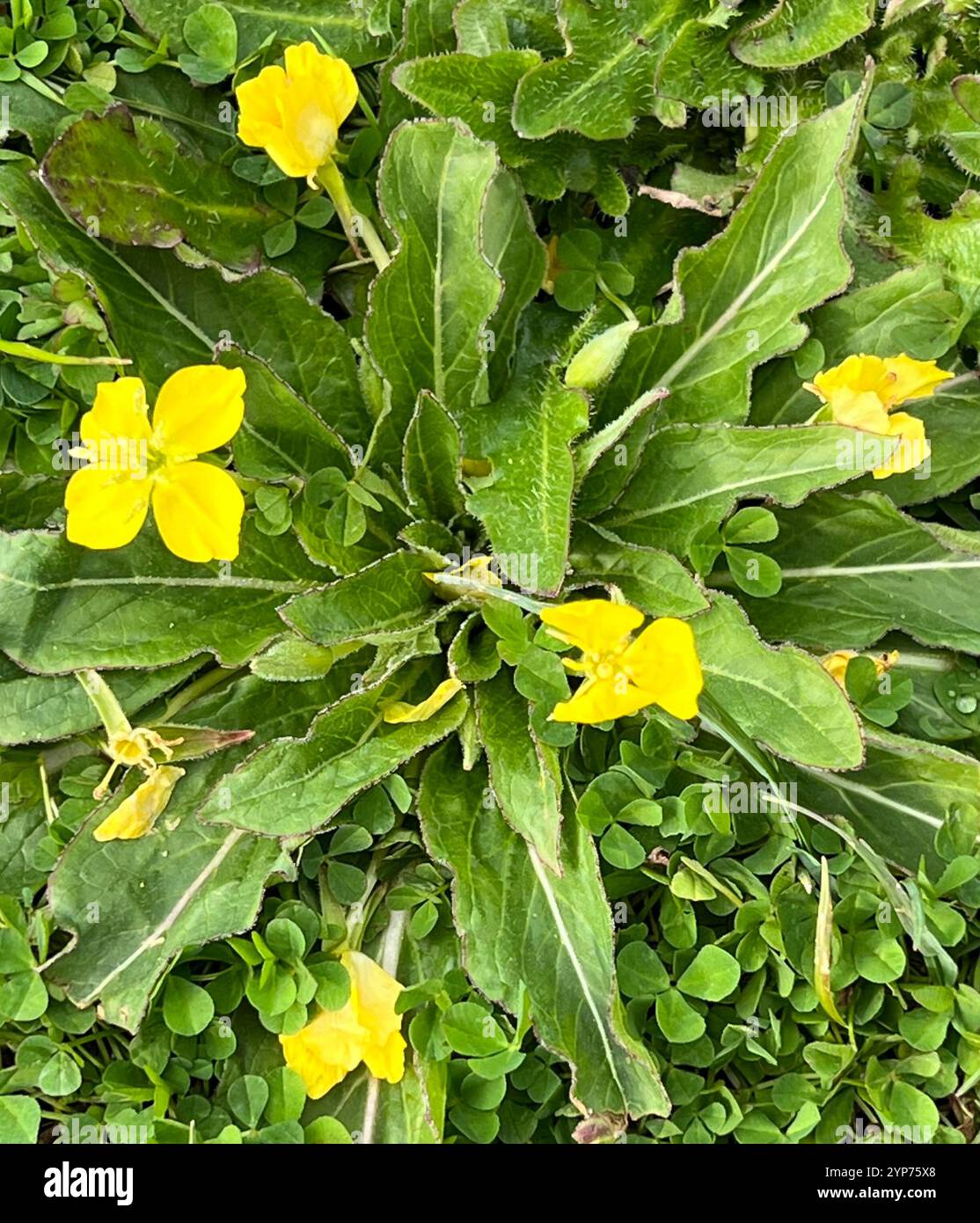 Sun Cup (Taraxia ovata Stock Photo - Alamy