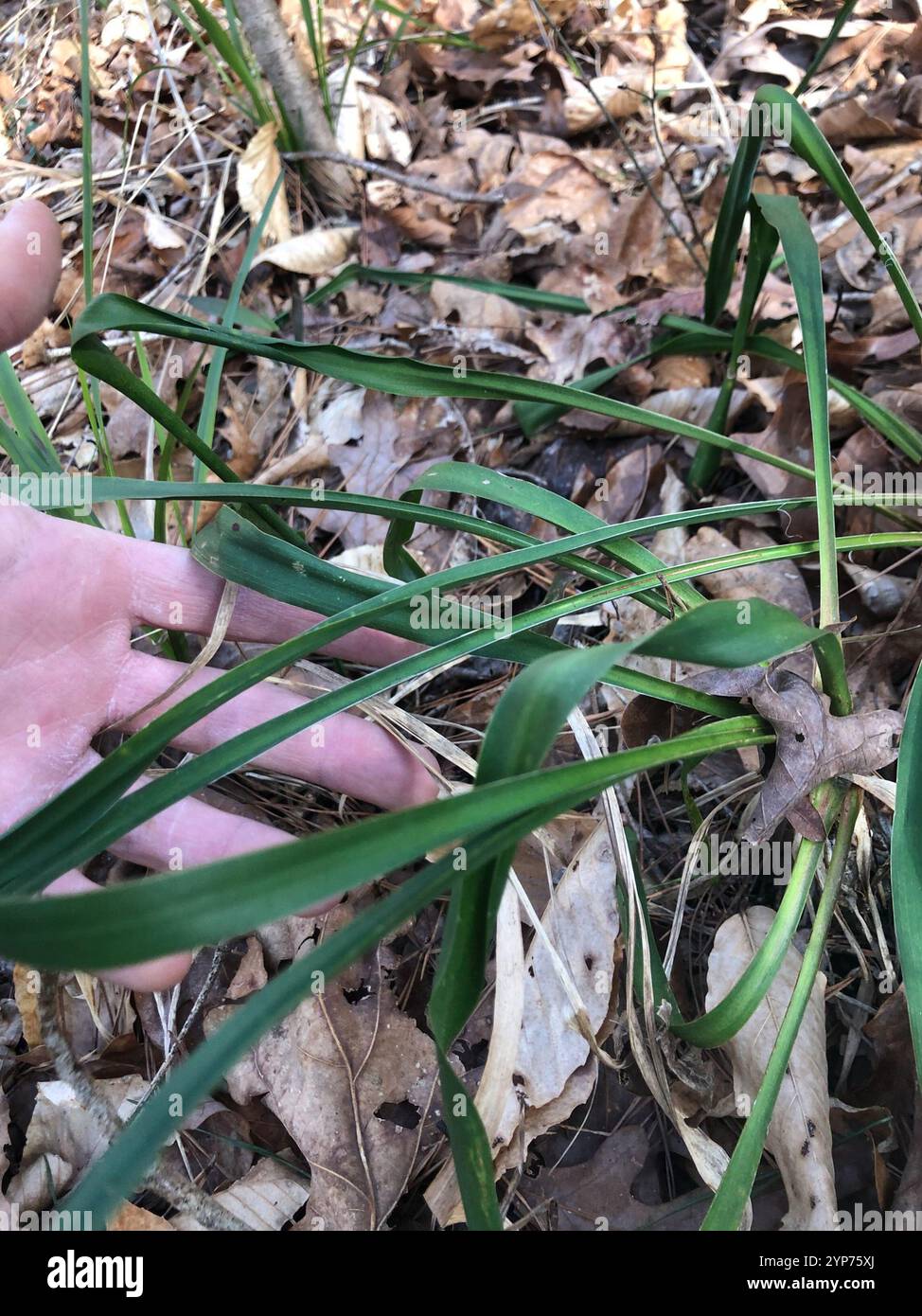 Weak-leaf Yucca (Yucca flaccida Stock Photo - Alamy