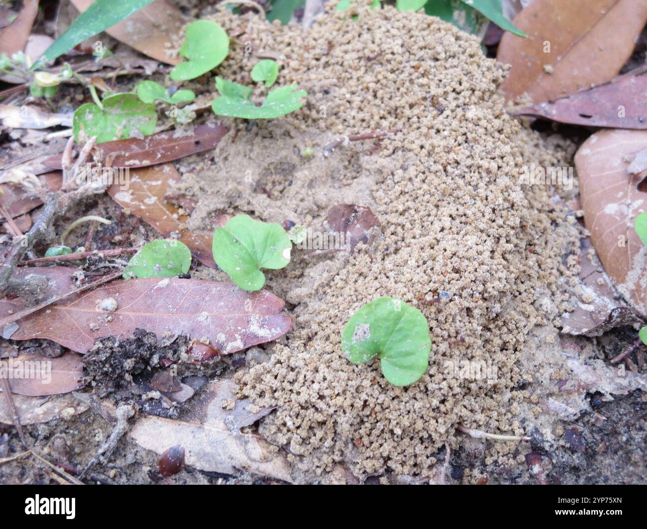 Northern Fungus-farming Ant (Trachymyrmex septentrionalis Stock Photo ...
